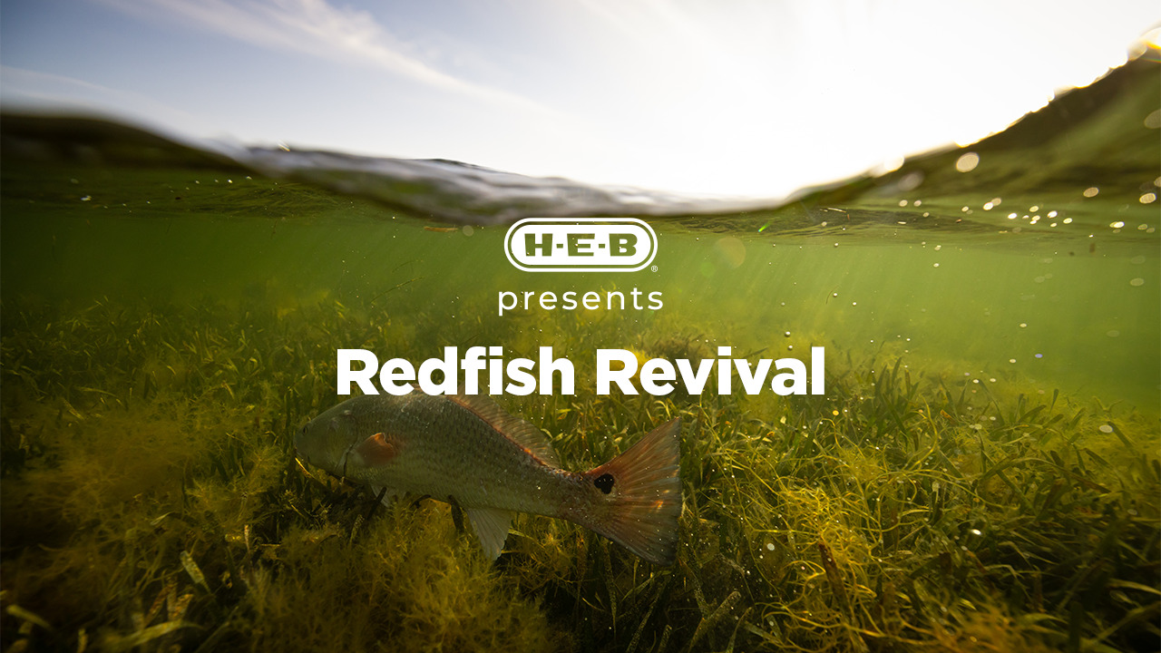 Redfish | Our Texas Our Future
