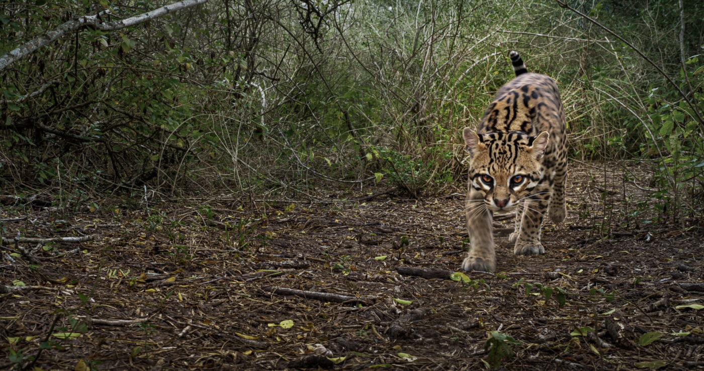 Texas’ Endangered Ocelots | Our Texas Our Future